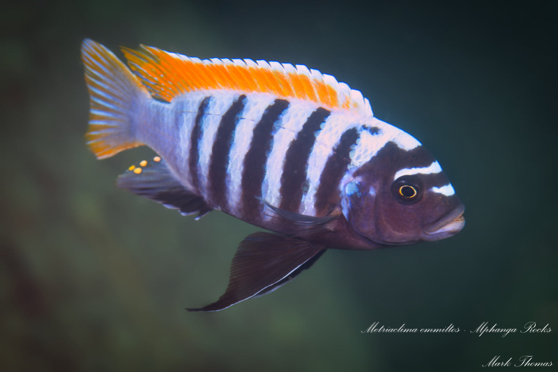 Maylandia emmiltos 'Mphanga Rocks'; Metriaclima emmiltos 'Mphanga Rocks ...