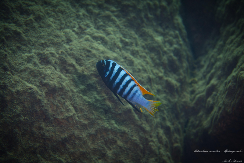 Maylandia emmiltos 'Mphanga Rocks'; Metriaclima emmiltos 'Mphanga Rocks ...
