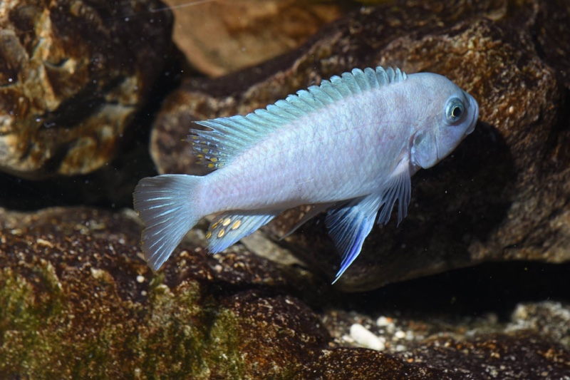 Maylandia estherae 'Minos Reef'; Metriaclima estherae 'Minos Reef'