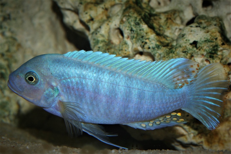 Maylandia estherae 'Minos Reef'; Metriaclima estherae 'Minos Reef'