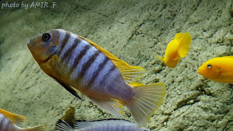 Maylandia fainzilberi 'Lundo Island'; Metriaclima fainzilberi 'Lundo ...