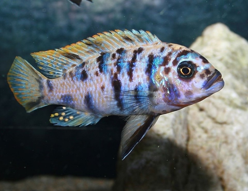 Maylandia fainzilberi 'Lundo Island'; Metriaclima fainzilberi 'Lundo ...