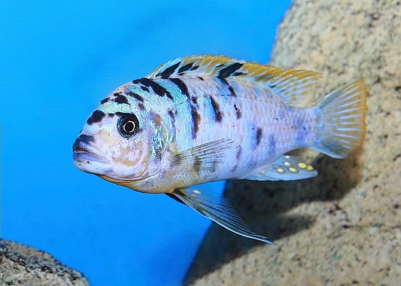 Maylandia fainzilberi 'Lundo Island'; Metriaclima fainzilberi 'Lundo ...