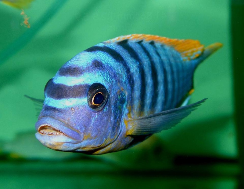 Maylandia fainzilberi 'Lundo Island'; Metriaclima fainzilberi 'Lundo ...