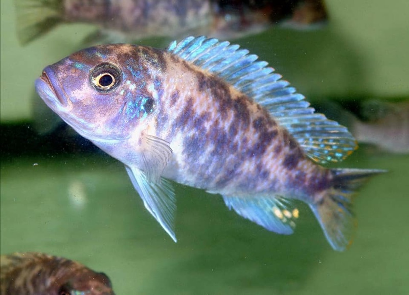 Maylandia fainzilberi 'Lundo Island'; Metriaclima fainzilberi 'Lundo ...
