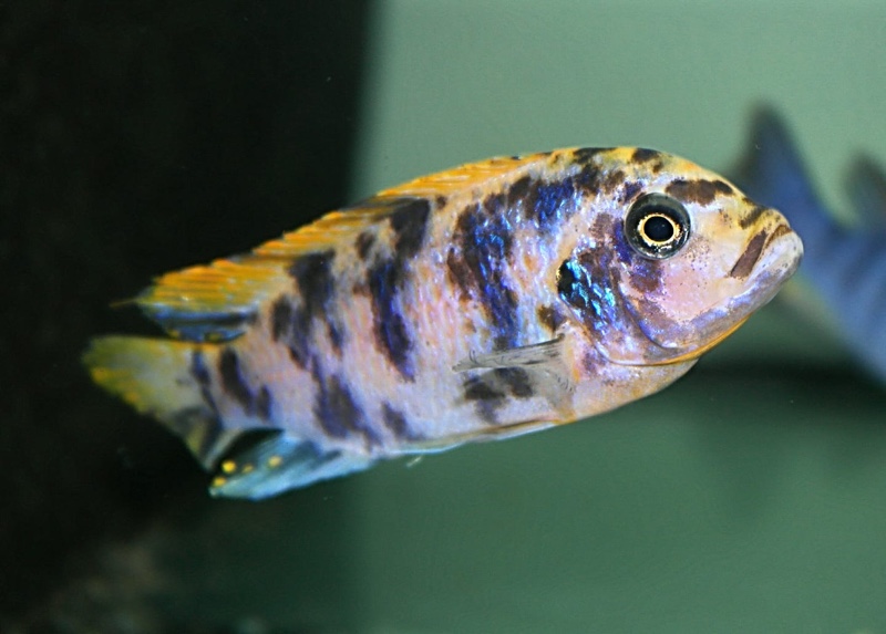 Maylandia fainzilberi 'Lundo Island'; Metriaclima fainzilberi 'Lundo ...
