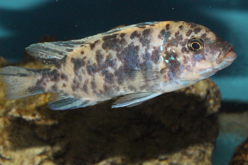 Maylandia fainzilberi 'Lundo Island'; Metriaclima fainzilberi 'Lundo ...