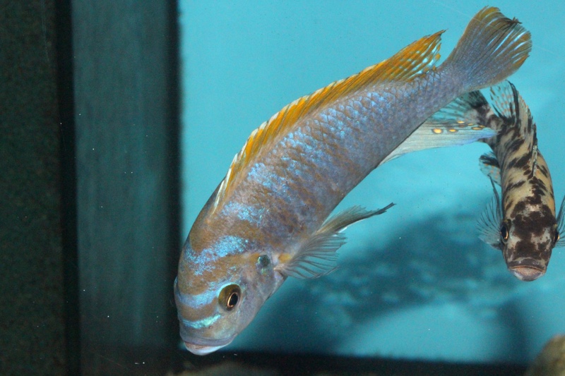 Maylandia fainzilberi 'Lundo Island'; Metriaclima fainzilberi 'Lundo ...