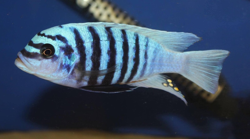 Maylandia fainzilberi 'Maison Reef'; Metriaclima fainzilberi 'Maison ...