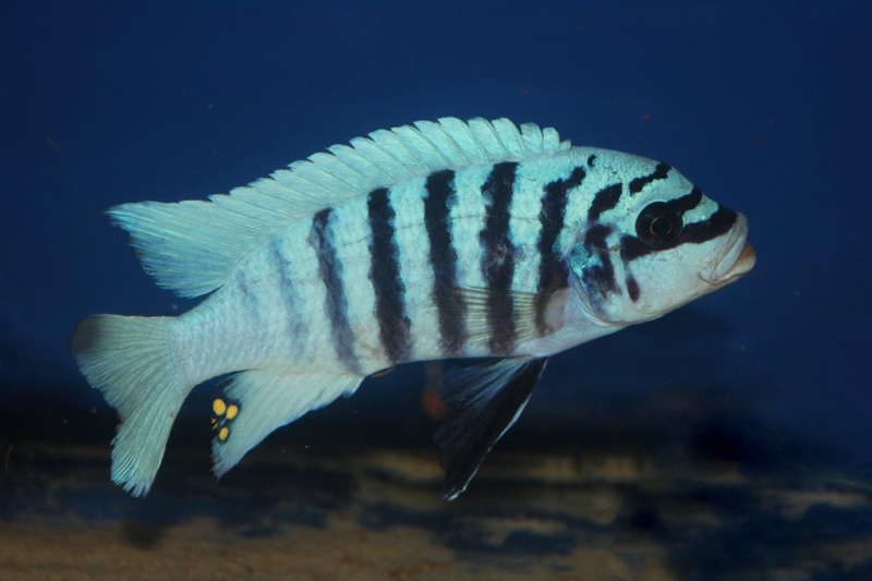 Maylandia fainzilberi 'Maison Reef'; Metriaclima fainzilberi 'Maison ...