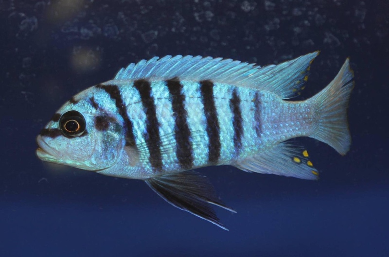 Maylandia fainzilberi 'Maison Reef'; Metriaclima fainzilberi 'Maison ...