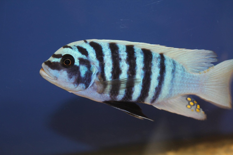 Maylandia fainzilberi 'Maison Reef'; Metriaclima fainzilberi 'Maison ...