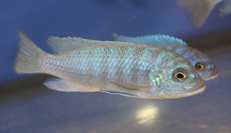 Maylandia fainzilberi 'Maison Reef'; Metriaclima fainzilberi 'Maison ...