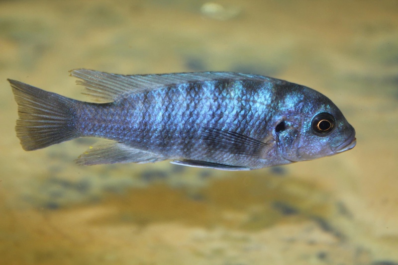 Maylandia fainzilberi 'Maison Reef'; Metriaclima fainzilberi 'Maison ...