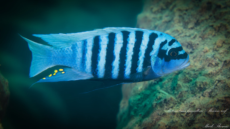 Maylandia fainzilberi 'Maison Reef'; Metriaclima fainzilberi 'Maison ...