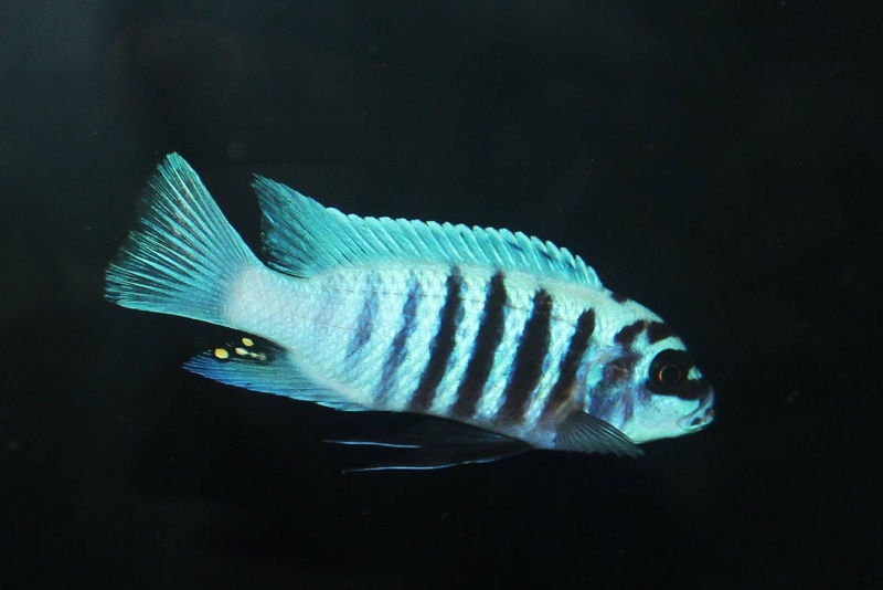 Maylandia fainzilberi 'Maison Reef'; Metriaclima fainzilberi 'Maison ...