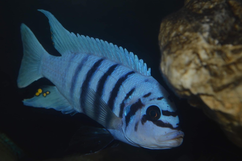 Maylandia fainzilberi 'Maison Reef'; Metriaclima fainzilberi 'Maison ...