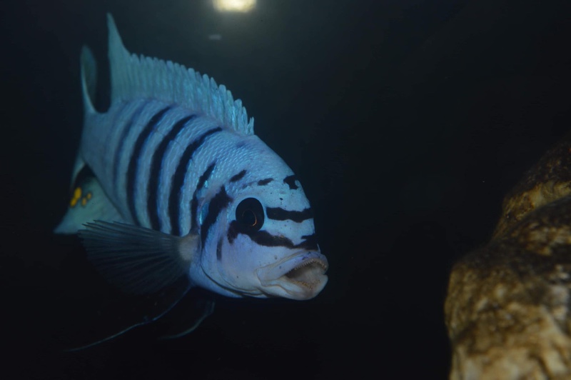 Maylandia fainzilberi 'Maison Reef'; Metriaclima fainzilberi 'Maison ...