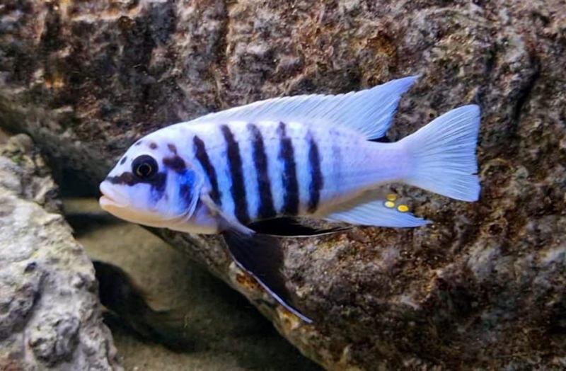 Maylandia fainzilberi 'Maison Reef'; Metriaclima fainzilberi 'Maison ...