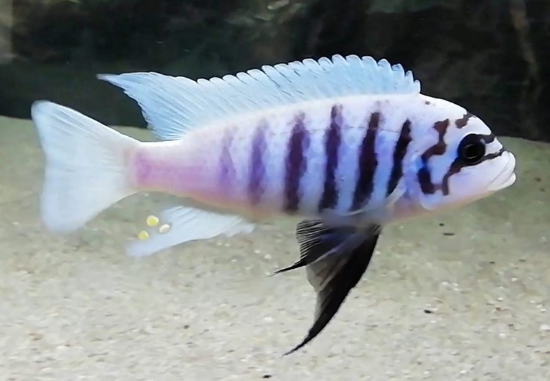 Maylandia fainzilberi 'Maison Reef'; Metriaclima fainzilberi 'Maison ...