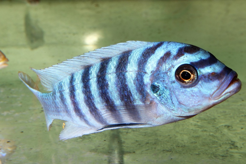 Maylandia fainzilberi 'Maison Reef'; Metriaclima fainzilberi 'Maison ...