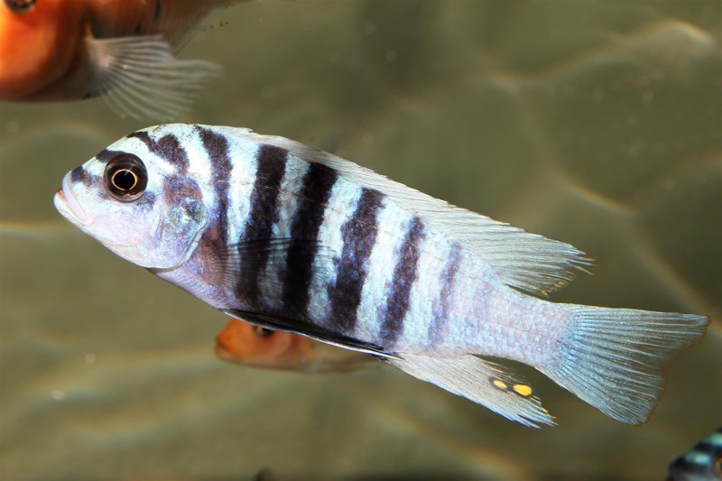 Maylandia fainzilberi 'Maison Reef'; Metriaclima fainzilberi 'Maison ...