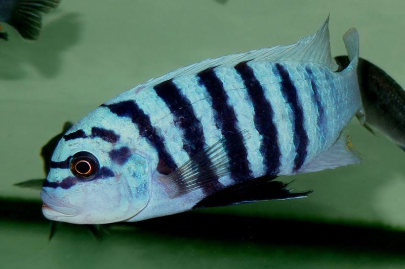 Maylandia fainzilberi 'Maison Reef'; Metriaclima fainzilberi 'Maison ...