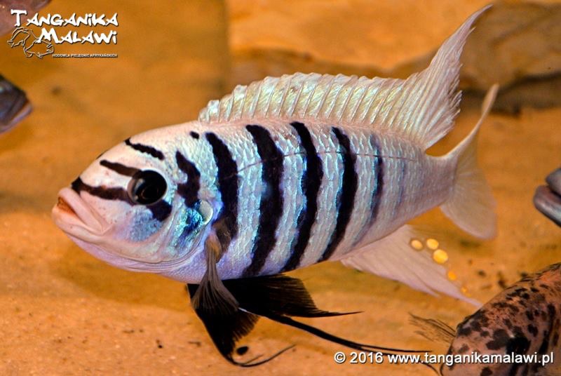 Maylandia fainzilberi 'Maison Reef'; Metriaclima fainzilberi 'Maison ...