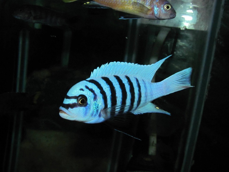 Maylandia fainzilberi 'Maison Reef'; Metriaclima fainzilberi 'Maison ...