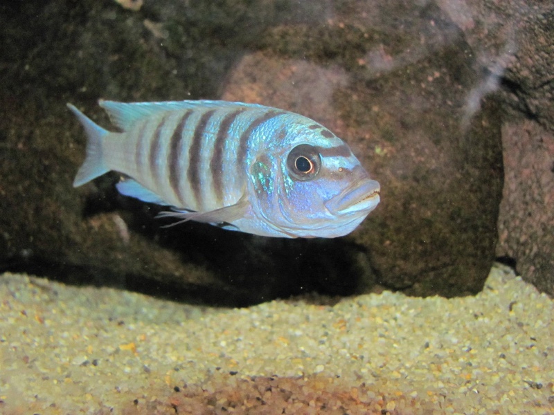 Maylandia fainzilberi 'Maison Reef'; Metriaclima fainzilberi 'Maison ...