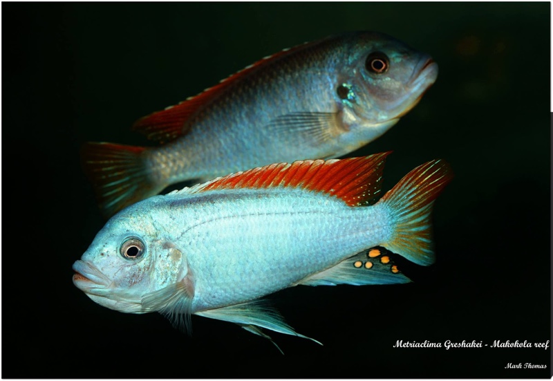 Maylandia greshakei 'Makokola'; Metriaclima greshakei 'Makokola';
