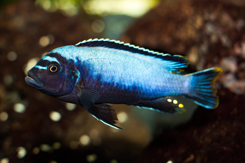 Maylandia koningsi 'Maingano Island'; Metriaclima koningsi 'Maingano ...