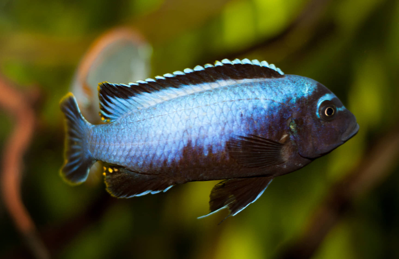 Maylandia koningsi 'Maingano Island'; Metriaclima koningsi 'Maingano ...