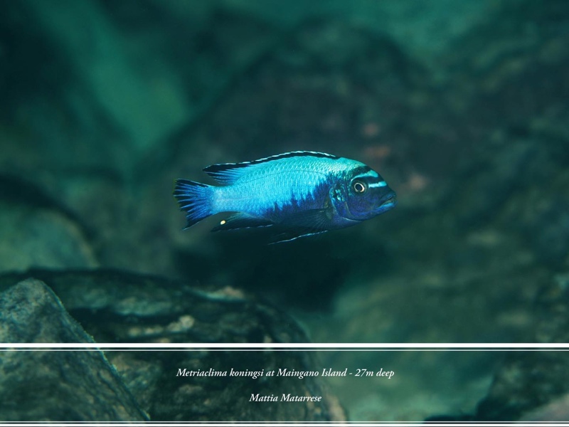 Maylandia koningsi 'Maingano Island'; Metriaclima koningsi 'Maingano ...