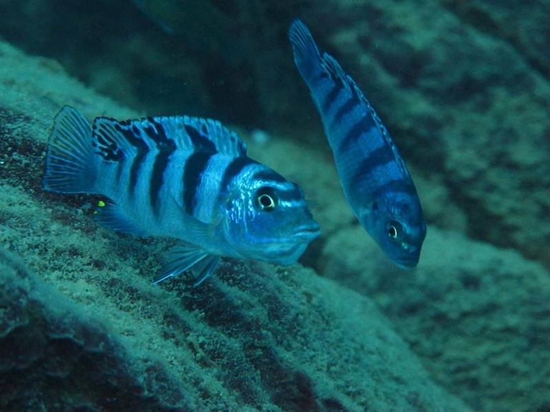 Maylandia lombardoi 'Mbenji Island'; Metriaclima lombardoi 'Mbenji Island'