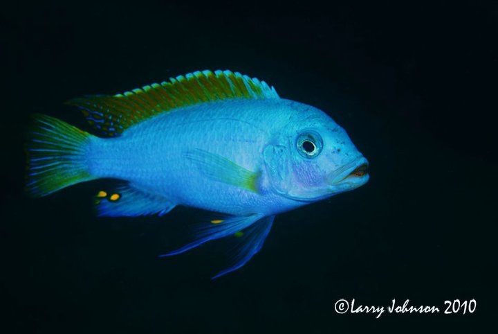 Maylandia mbenjii 'Mbenji Island'; Metriaclima mbenjii 'Mbenji Island'