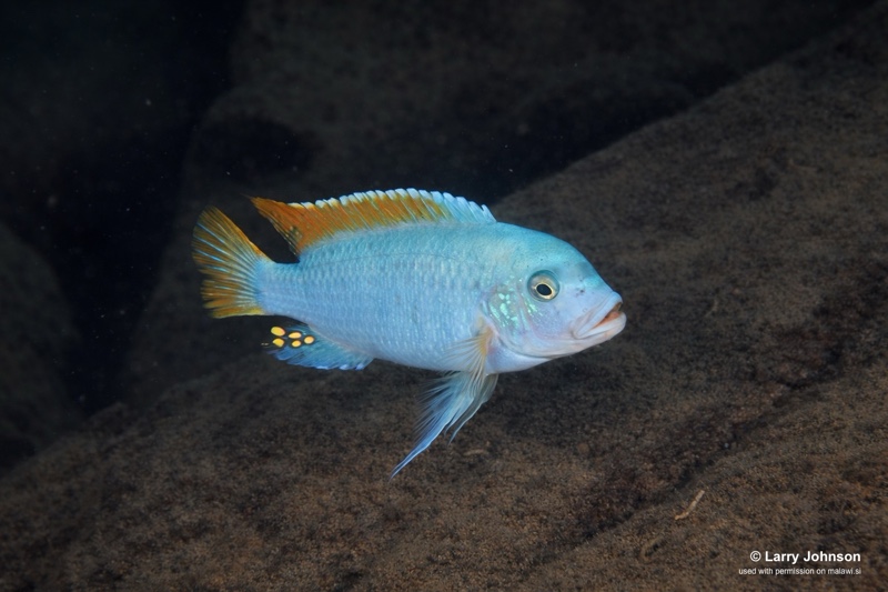 Maylandia mbenjii 'Mbenji Island'; Metriaclima mbenjii 'Mbenji Island'