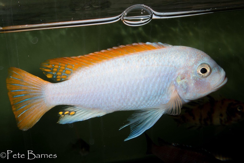 Maylandia mbenjii 'Mbenji Island'; Metriaclima mbenjii 'Mbenji Island'