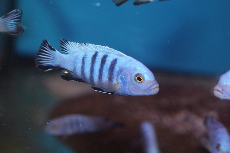 Maylandia pulpican 'Likoma Island'; Metriaclima pulpican 'Likoma Island'
