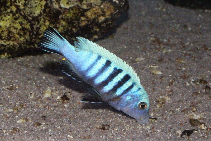 Maylandia pulpican 'Likoma Island'; Metriaclima pulpican 'Likoma Island'