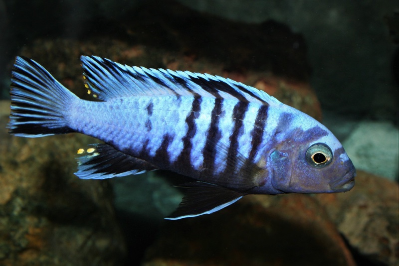 Maylandia pulpican 'Londo Bay'; Metriaclima pulpican 'Londo Bay'