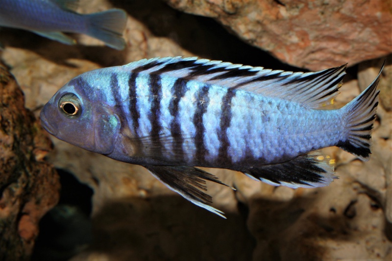 Maylandia pulpican 'Londo Bay'; Metriaclima pulpican 'Londo Bay'