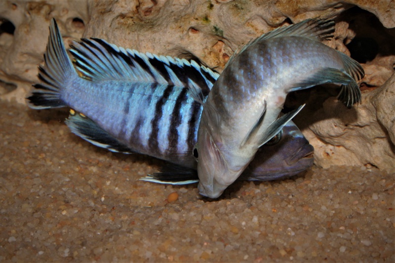 Maylandia pulpican 'Londo Bay'; Metriaclima pulpican 'Londo Bay'