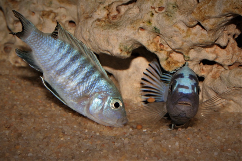 Maylandia pulpican 'Londo Bay'; Metriaclima pulpican 'Londo Bay'