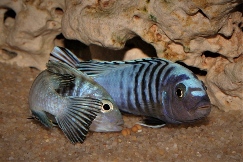 Maylandia pulpican 'Londo Bay'; Metriaclima pulpican 'Londo Bay'