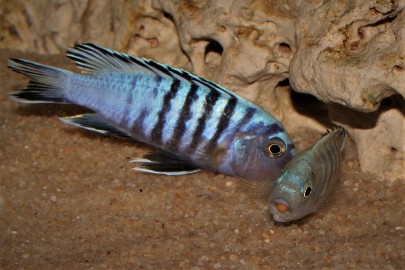 Maylandia pulpican 'Londo Bay'; Metriaclima pulpican 'Londo Bay'