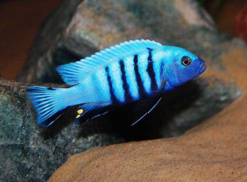 Maylandia pulpican (unknown locality); Metriaclima pulpican (unknown ...