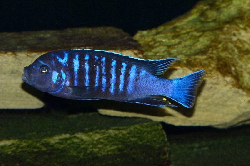 Maylandia sp. 'dolphin' Manda; Metriaclima sp. 'dolphin' Manda