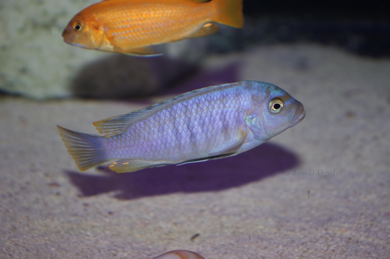Msobo Cichlid