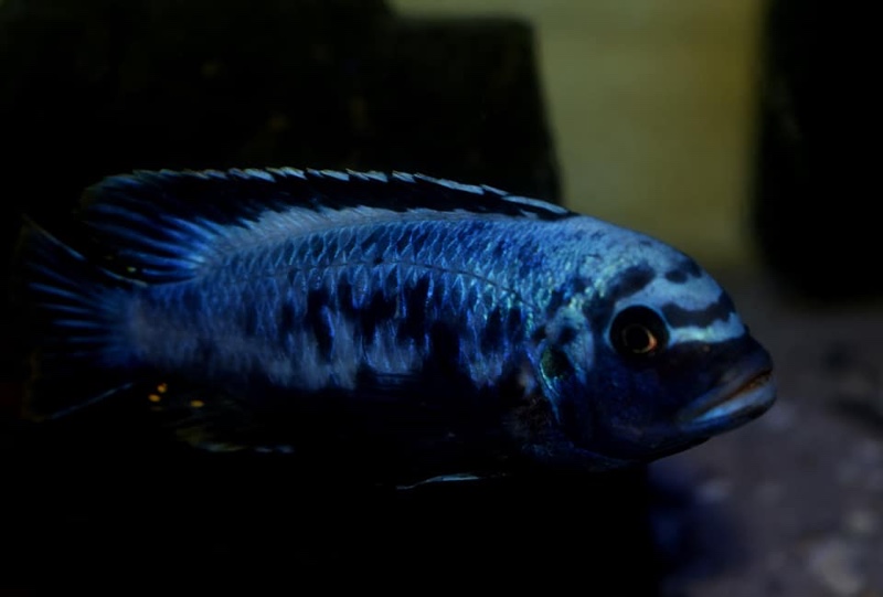 Maylandia sp. 'msobo' Magunga; Metriaclima sp. 'msobo' Magunga